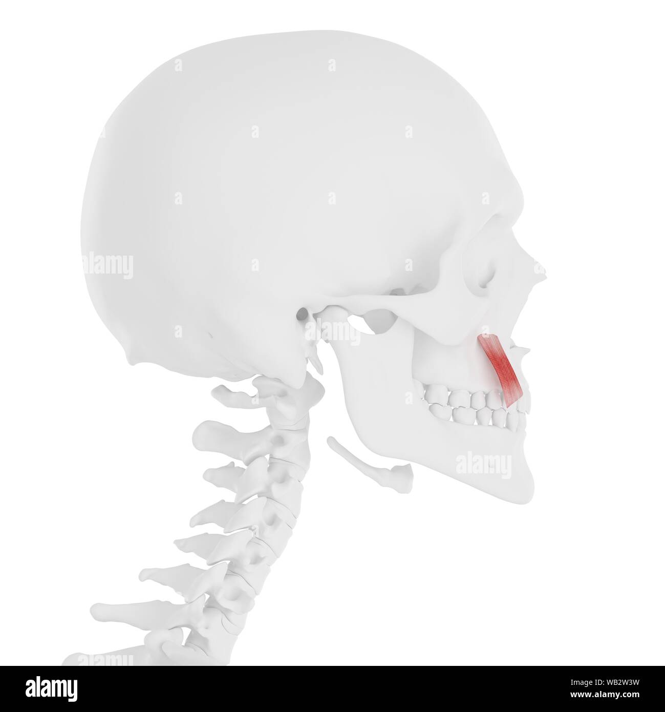 Levator anguli oris hi-res stock photography and images - Alamy