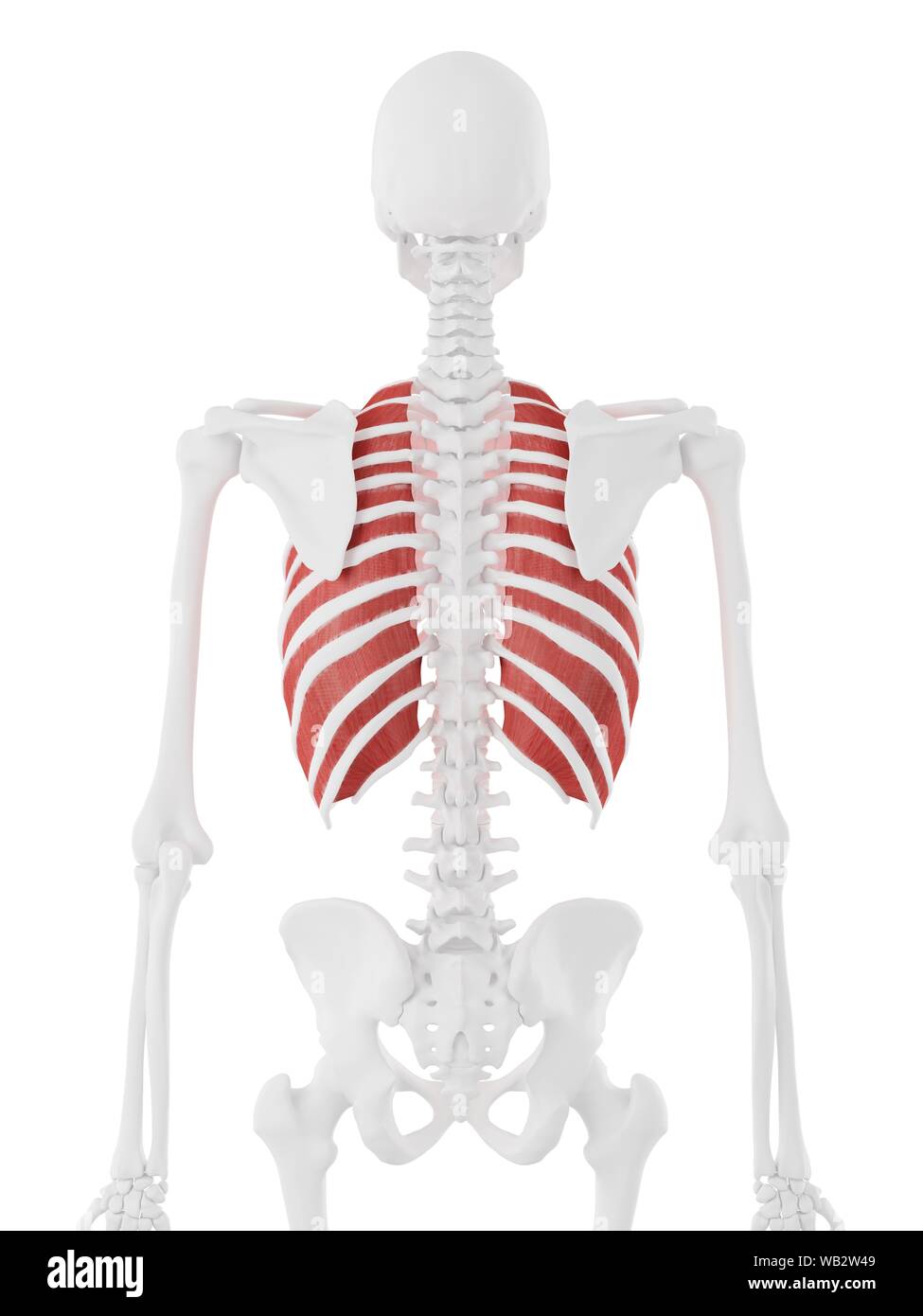 Outer intercostalis muscle, computer illustration Stock Photo - Alamy