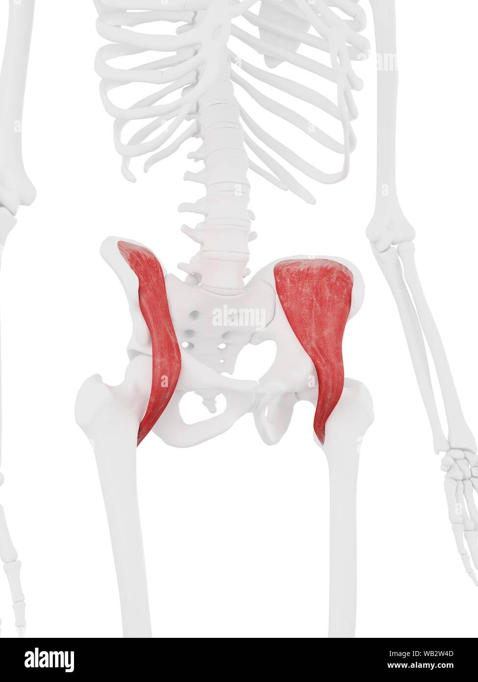 Iliacus Muscle High Resolution Stock Photography and Images - Alamy