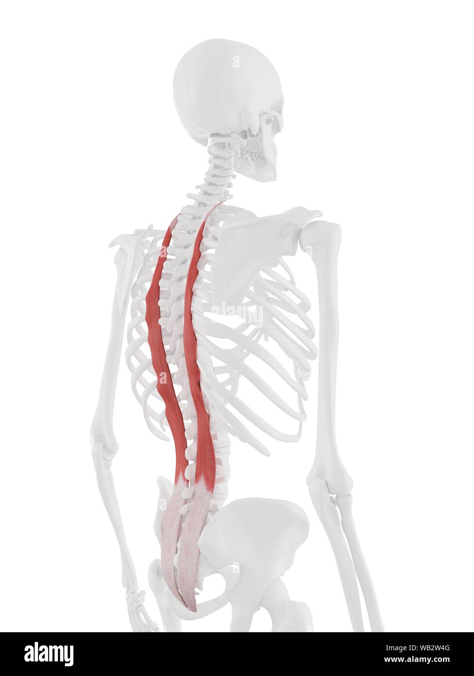 Longissimus thoracis muscle, computer illustration Stock Photo - Alamy