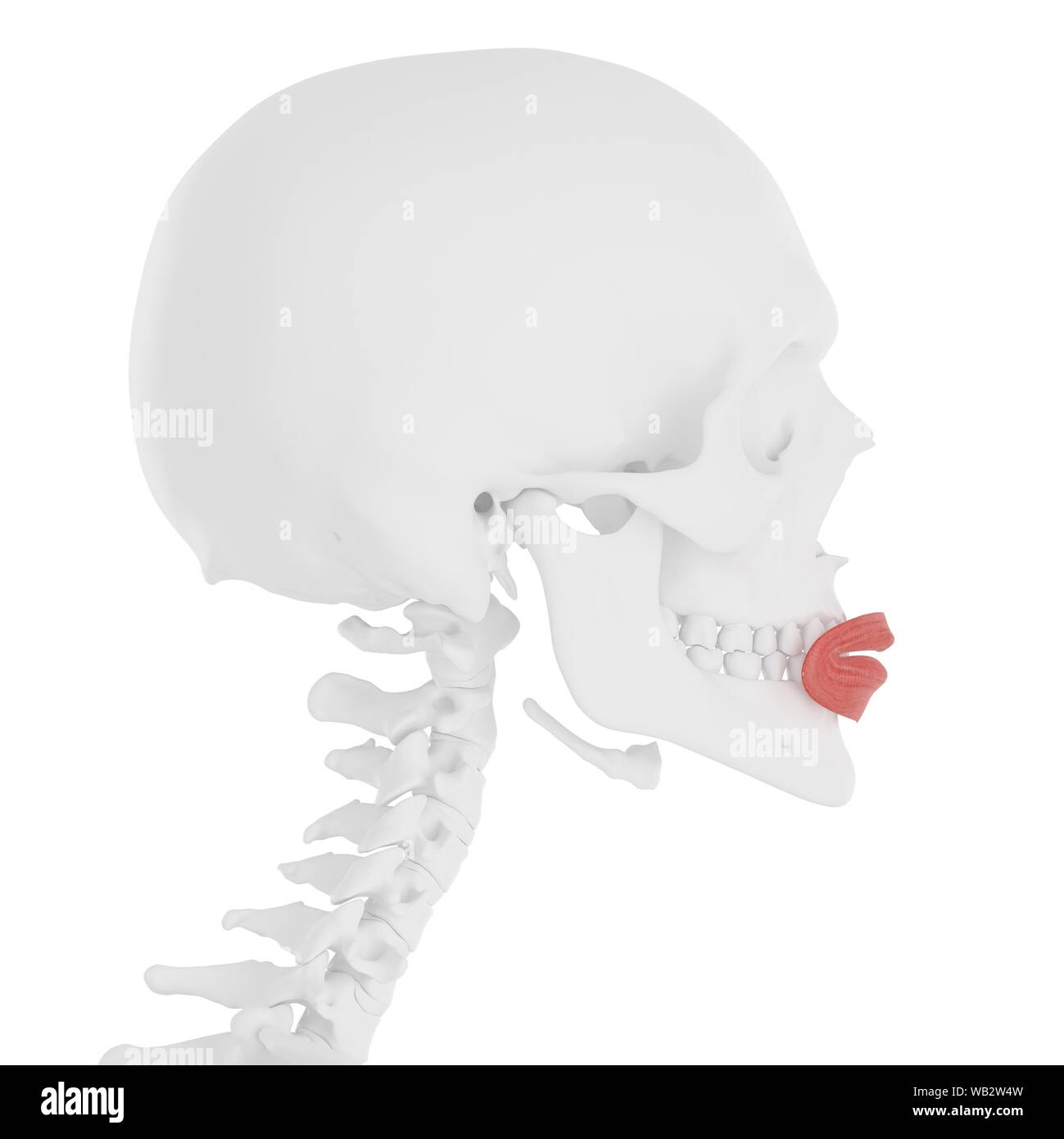 Orbicularis oris diagram hi-res stock photography and images - Alamy