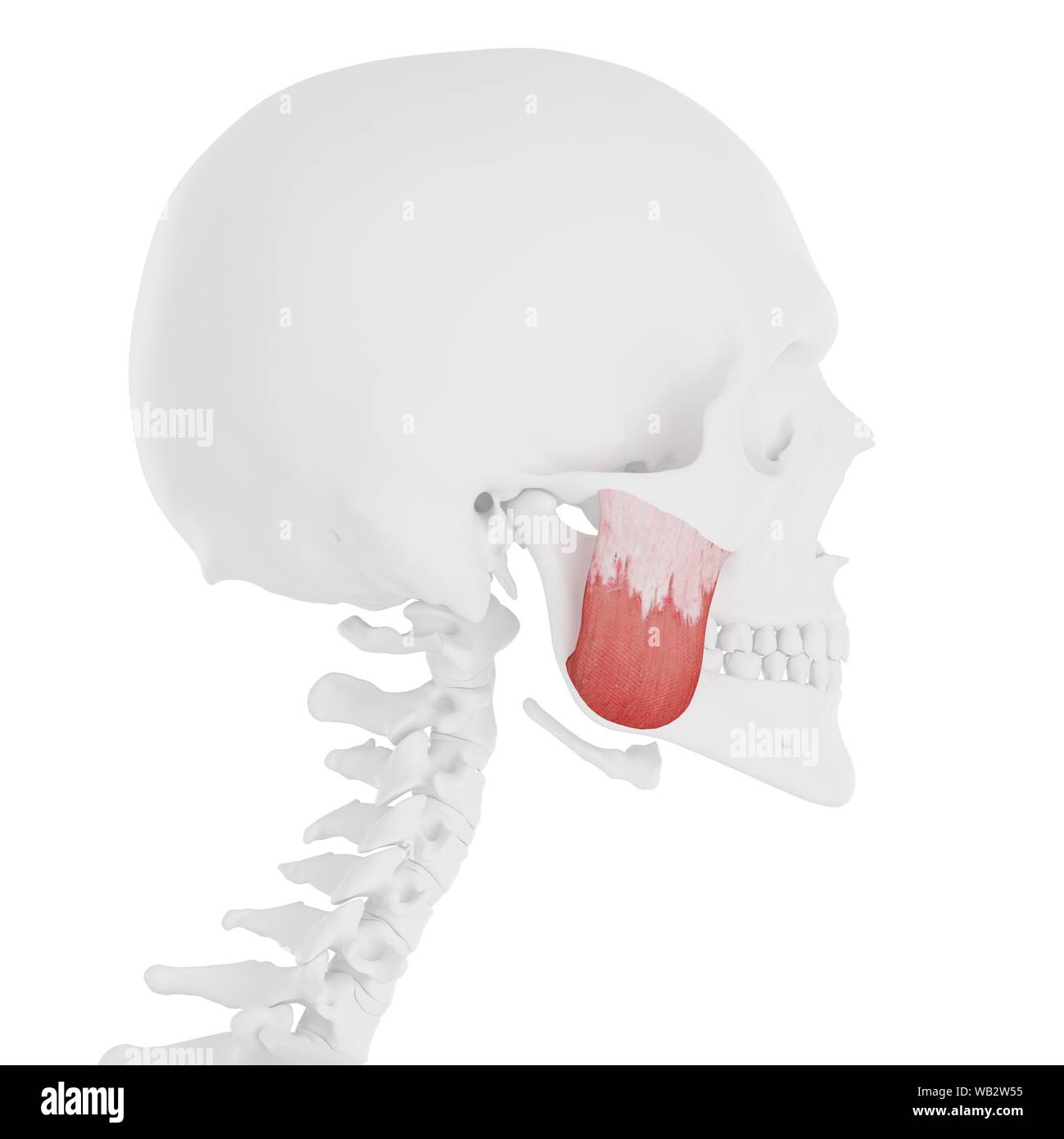Masseter superior muscle, computer illustration Stock Photo - Alamy