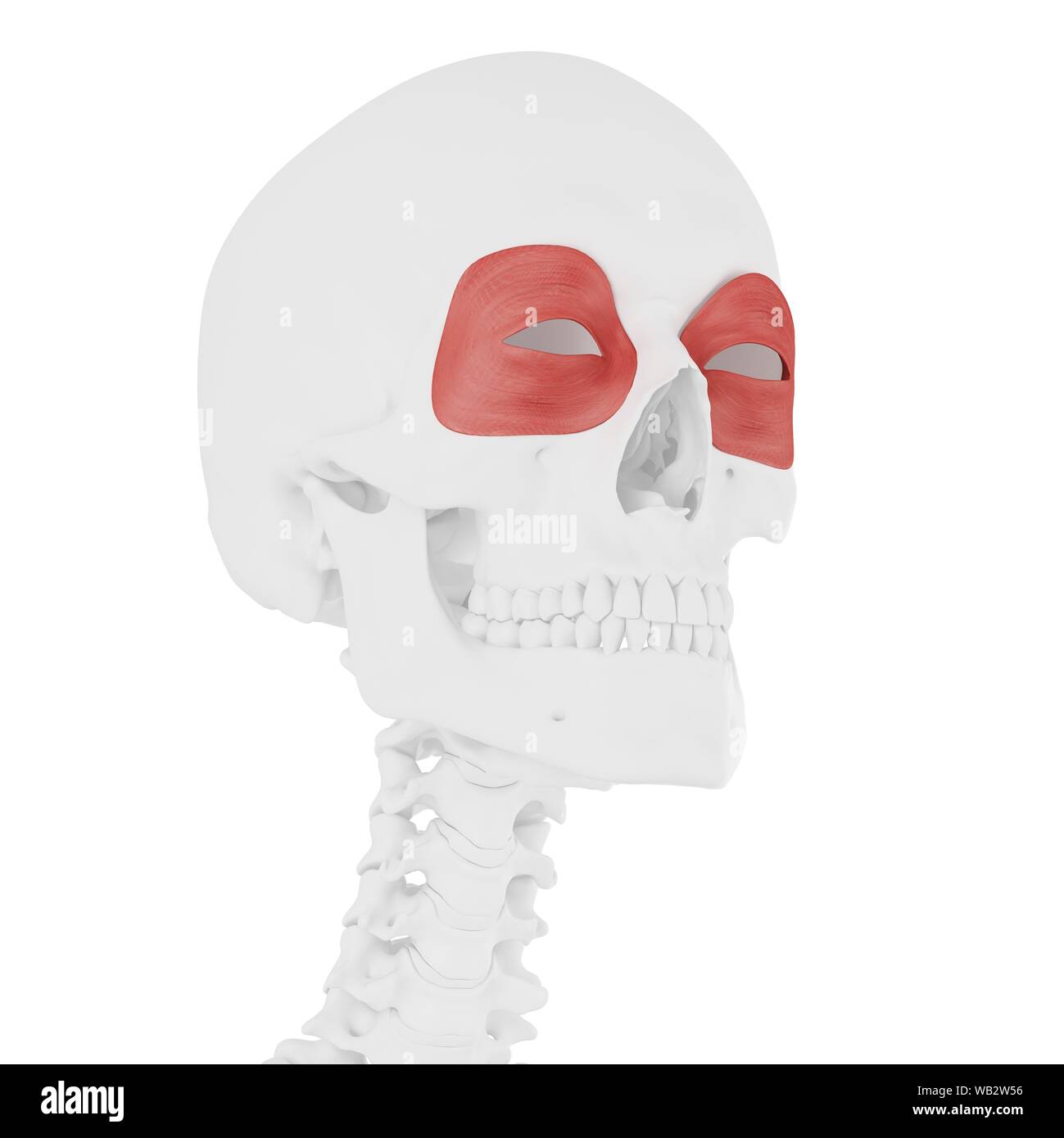 Orbicularis oculi muscle, computer illustration Stock Photo - Alamy