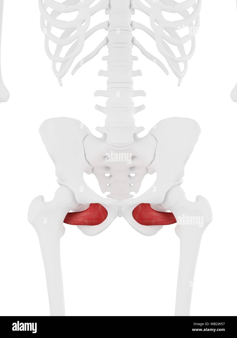 Obturator externus muscle, computer illustration Stock Photo - Alamy