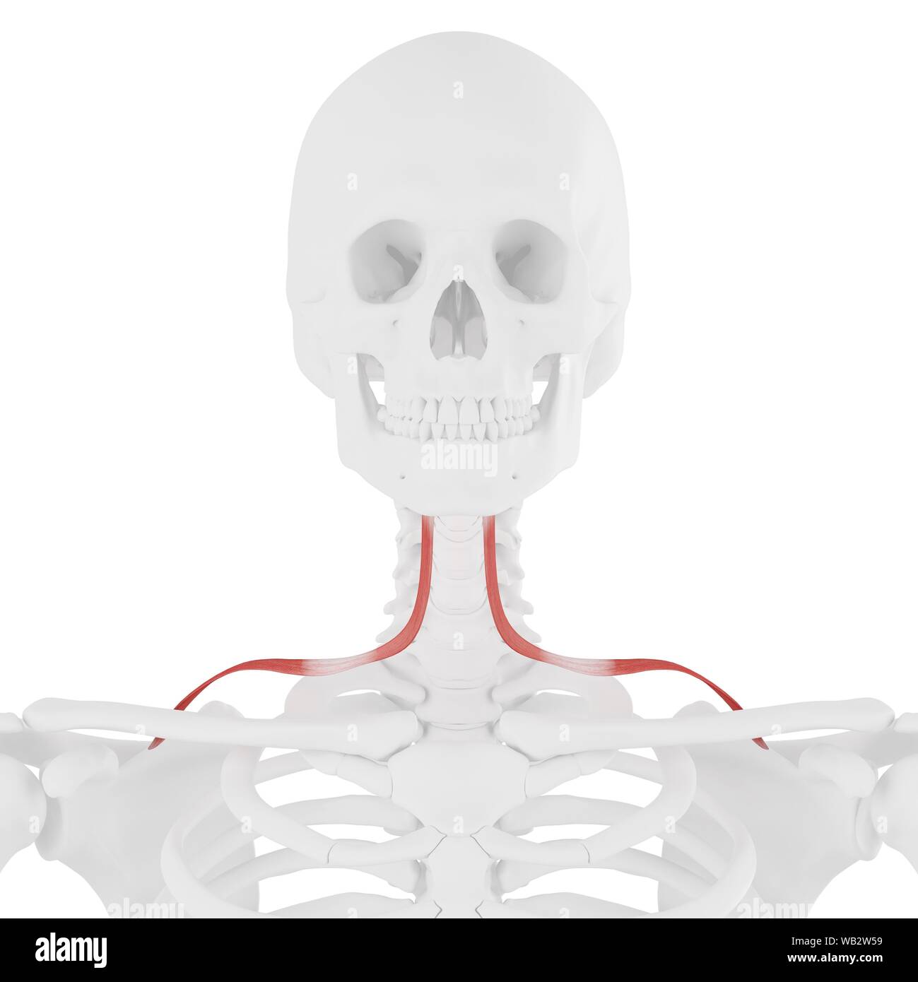 Omohyoid muscle hi-res stock photography and images - Alamy