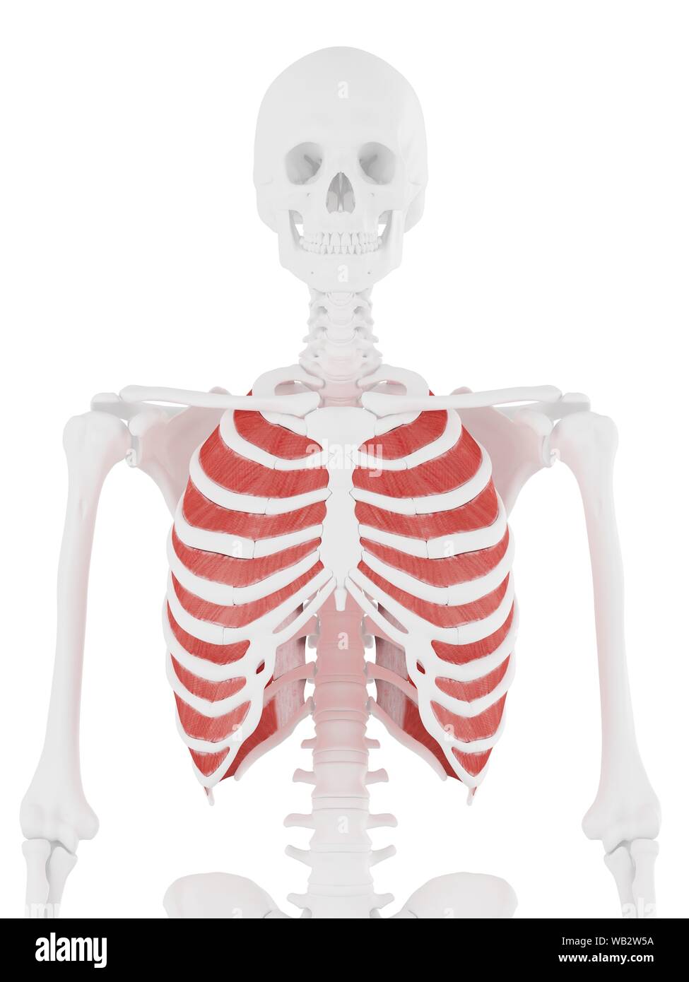 Inner intercostal muscle, computer illustration Stock Photo - Alamy