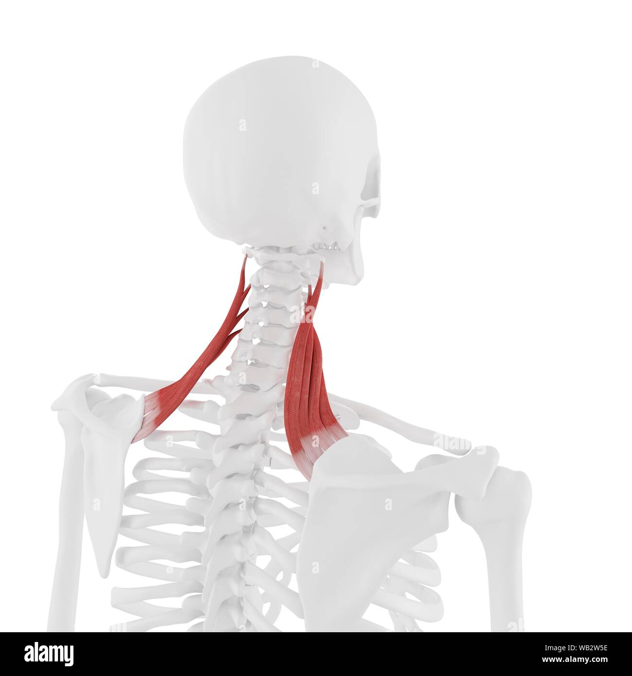 Levator scapularis muscle, computer illustration Stock Photo - Alamy