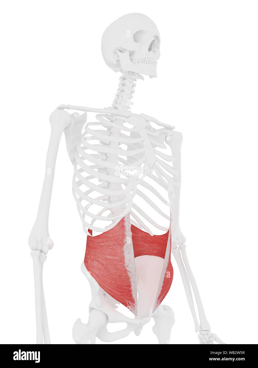 Internal oblique muscle, computer illustration Stock Photo - Alamy
