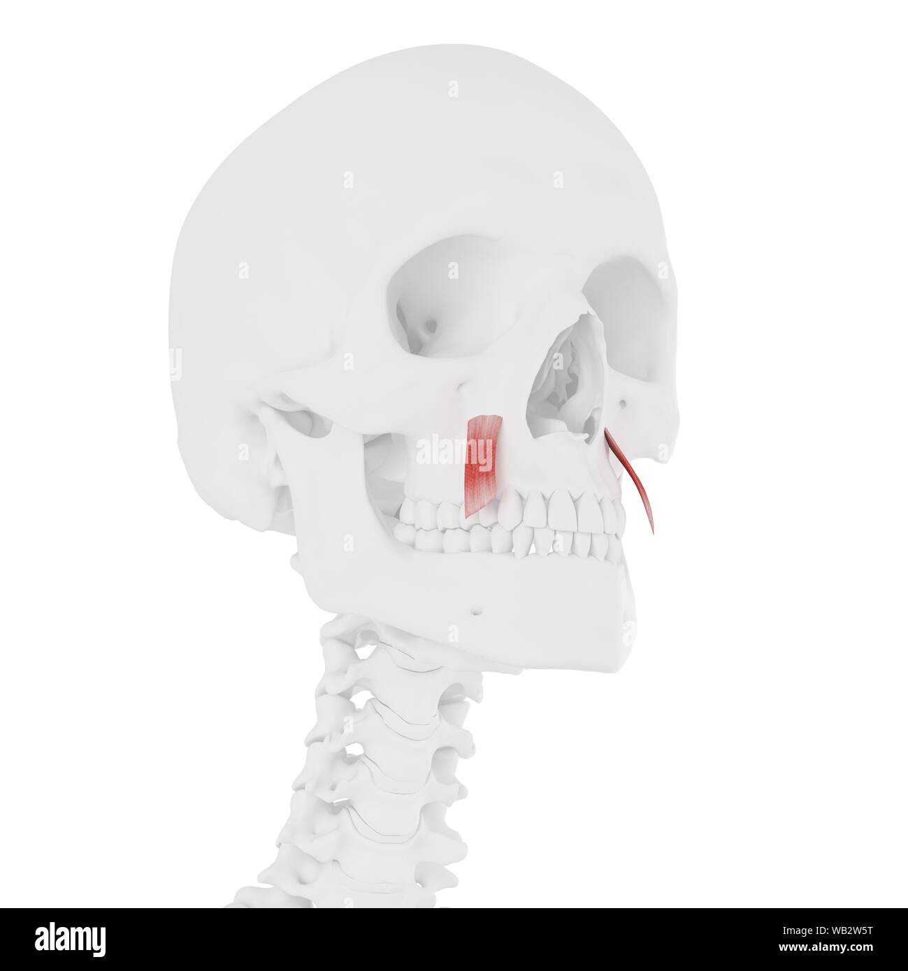 Levator anguli oris muscle, computer illustration Stock Photo - Alamy