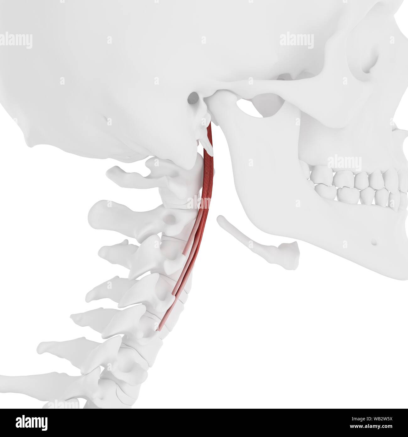 Longus capitis hi-res stock photography and images - Alamy