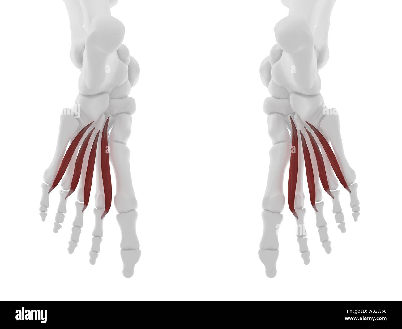 Anatomical Diagram Muscles High Resolution Stock Photography and Images ...