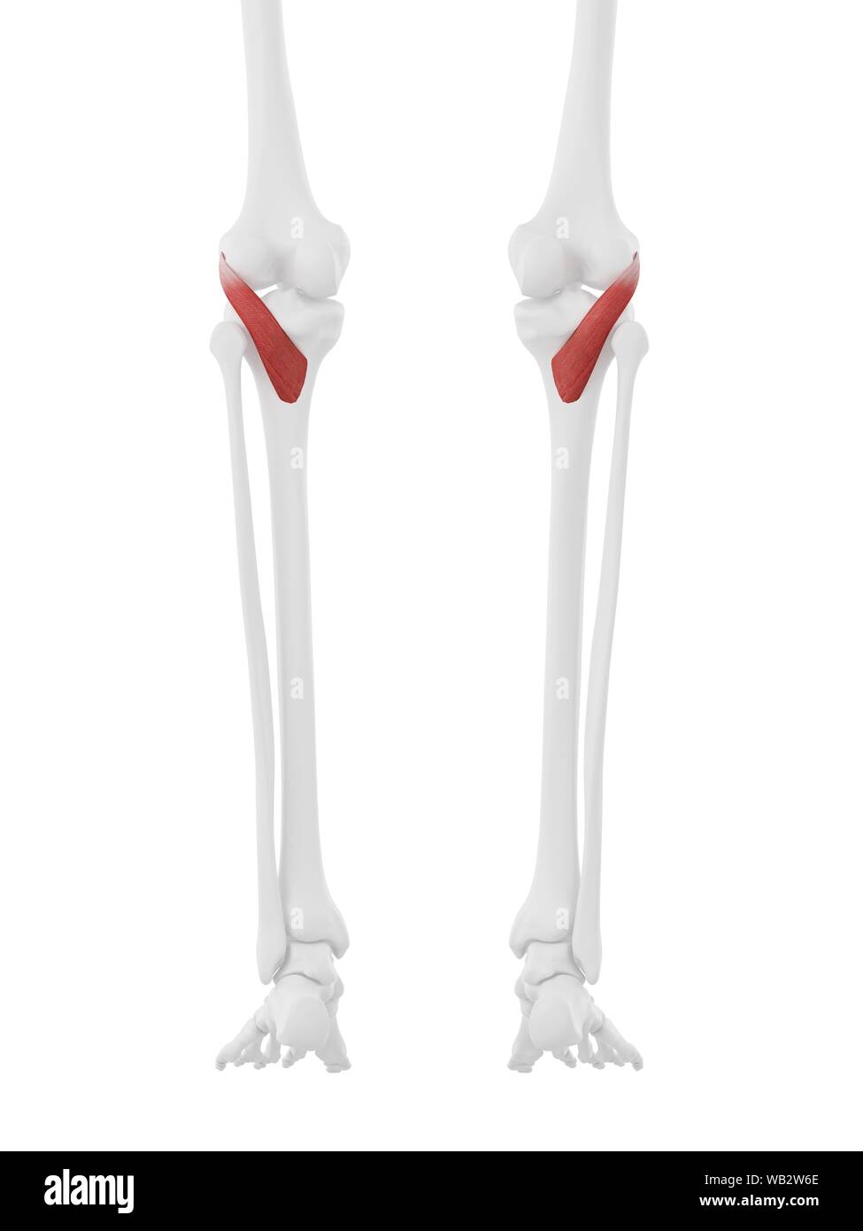 Popliteus muscle hi-res stock photography and images - Alamy