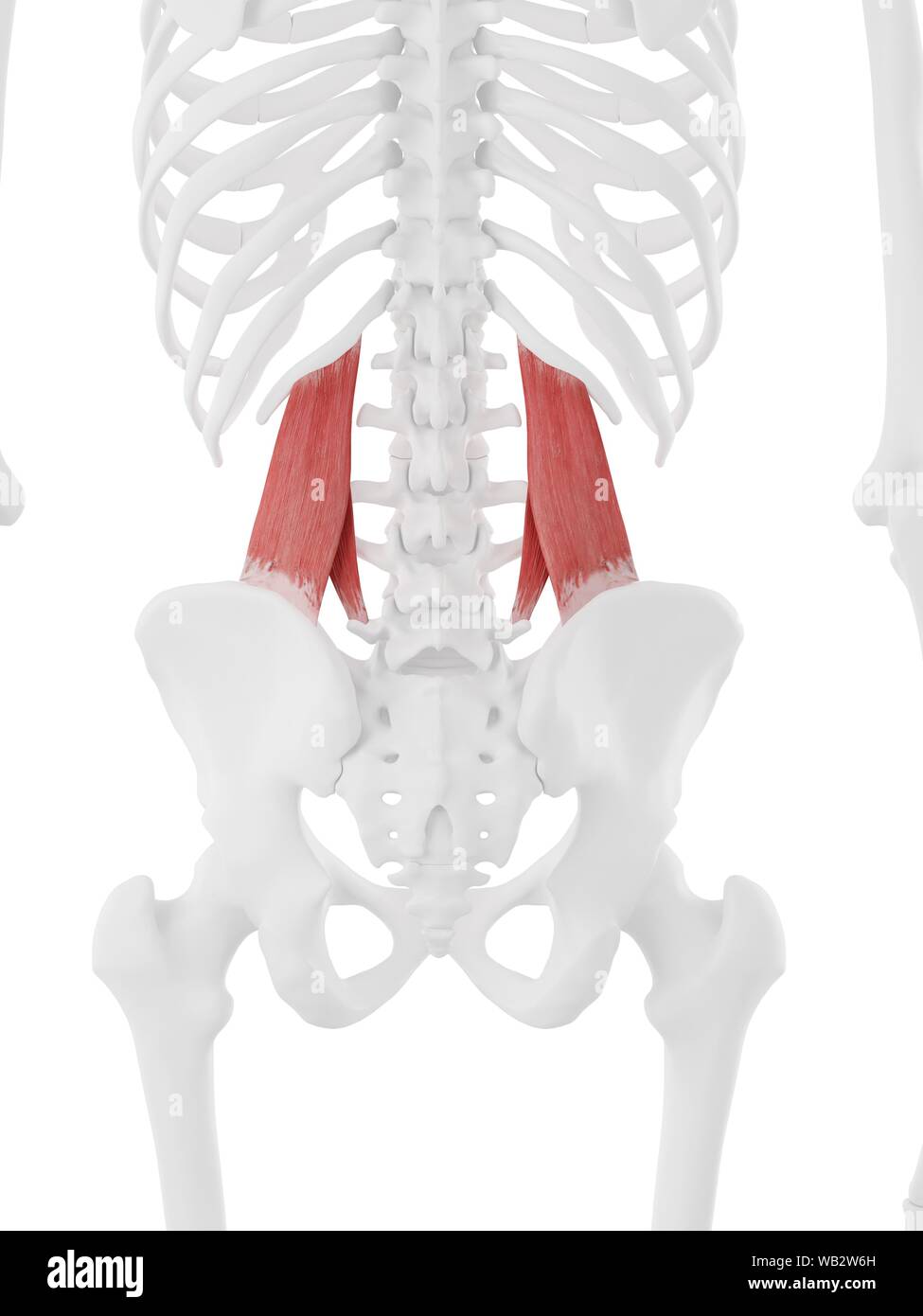 Quadratus lumborum muscle, computer illustration Stock Photo - Alamy