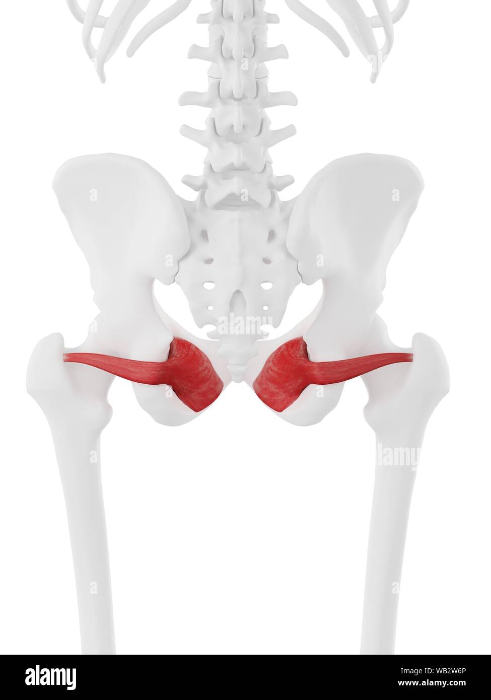 Obturator internus muscle, computer illustration Stock Photo - Alamy