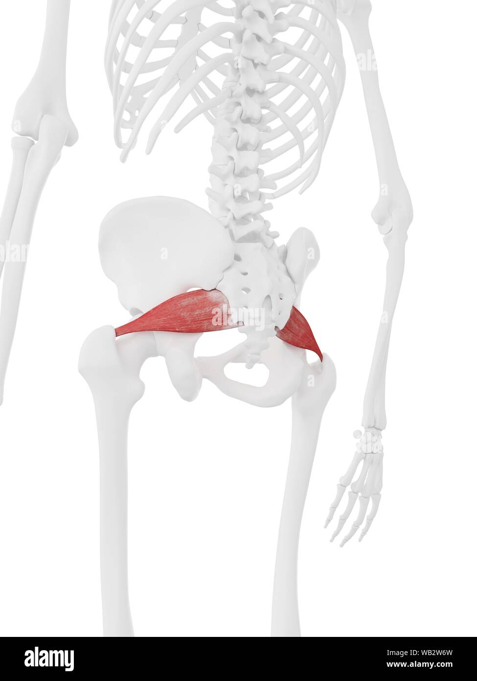 Piriformis muscle hi-res stock photography and images - Alamy