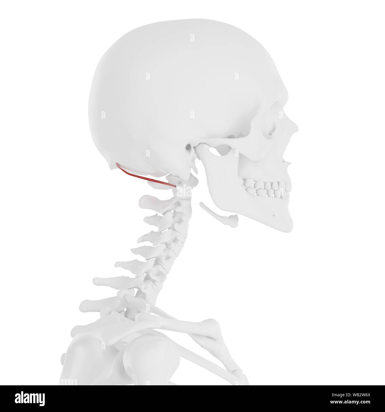 Obliquus capitis superior hi-res stock photography and images - Alamy