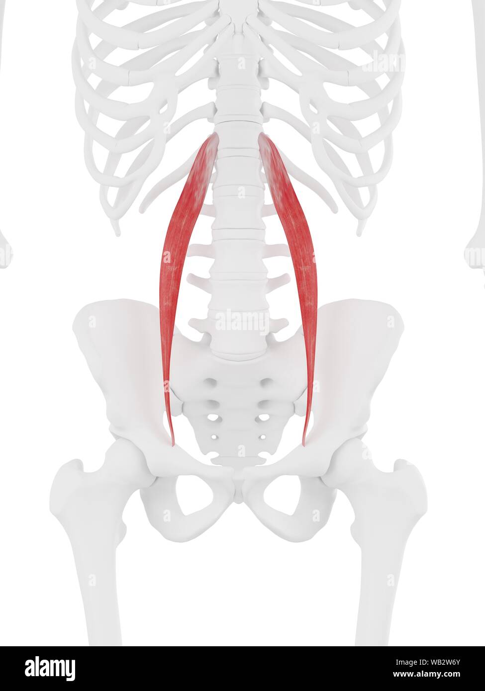 Psoas minor muscle, computer illustration Stock Photo - Alamy