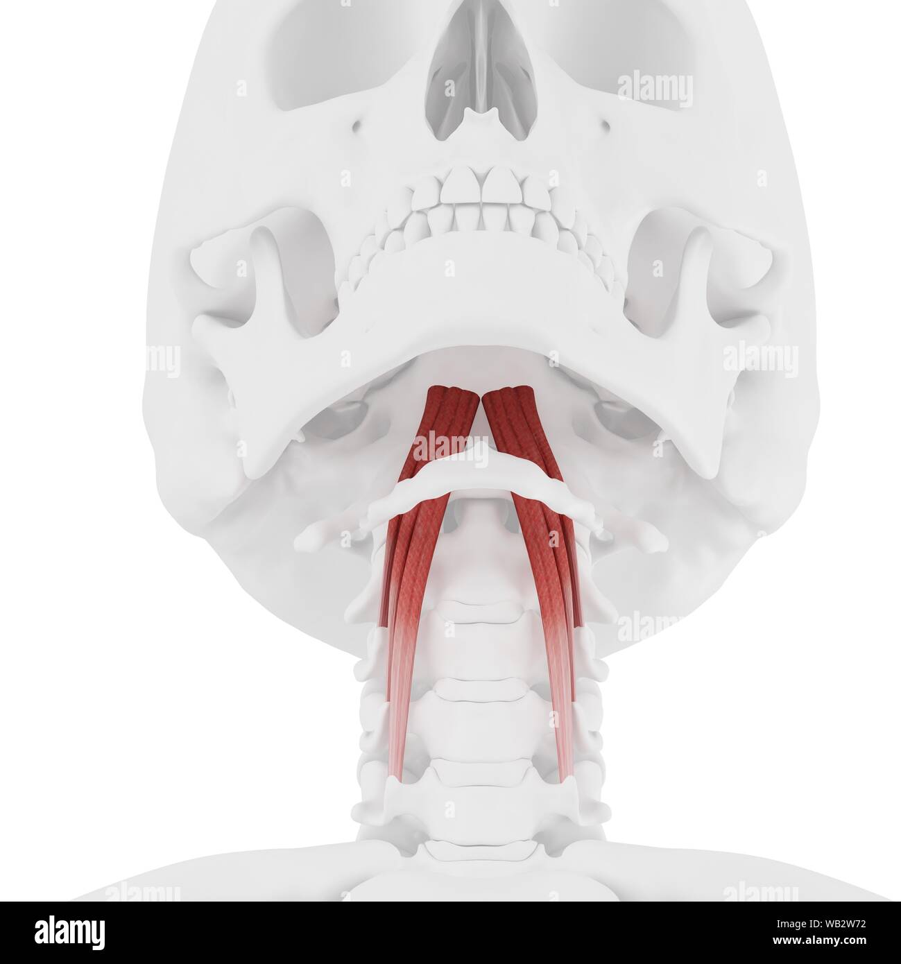 Longus capitis hi-res stock photography and images - Alamy