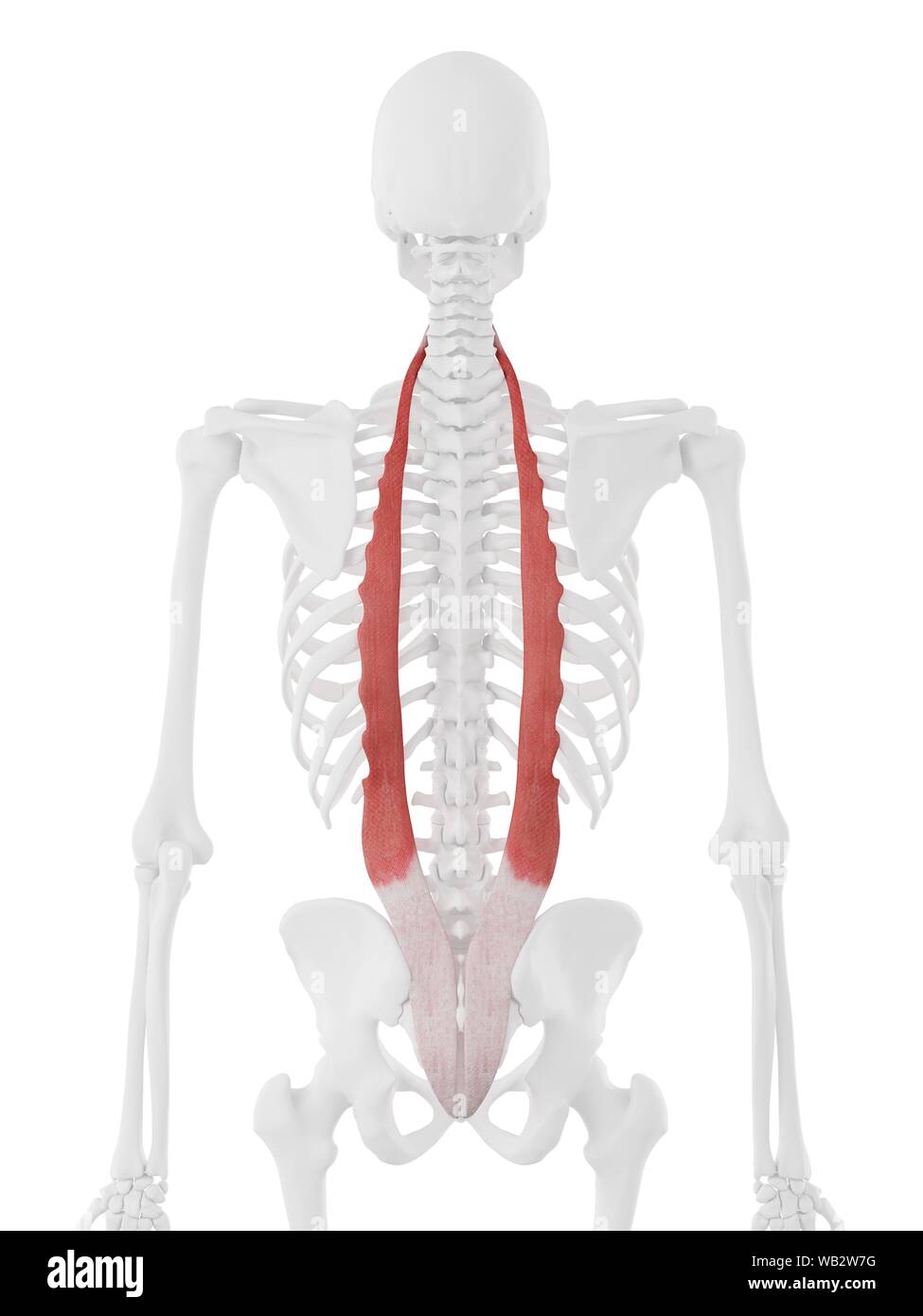 Iliocostalis muscle, computer illustration Stock Photo - Alamy
