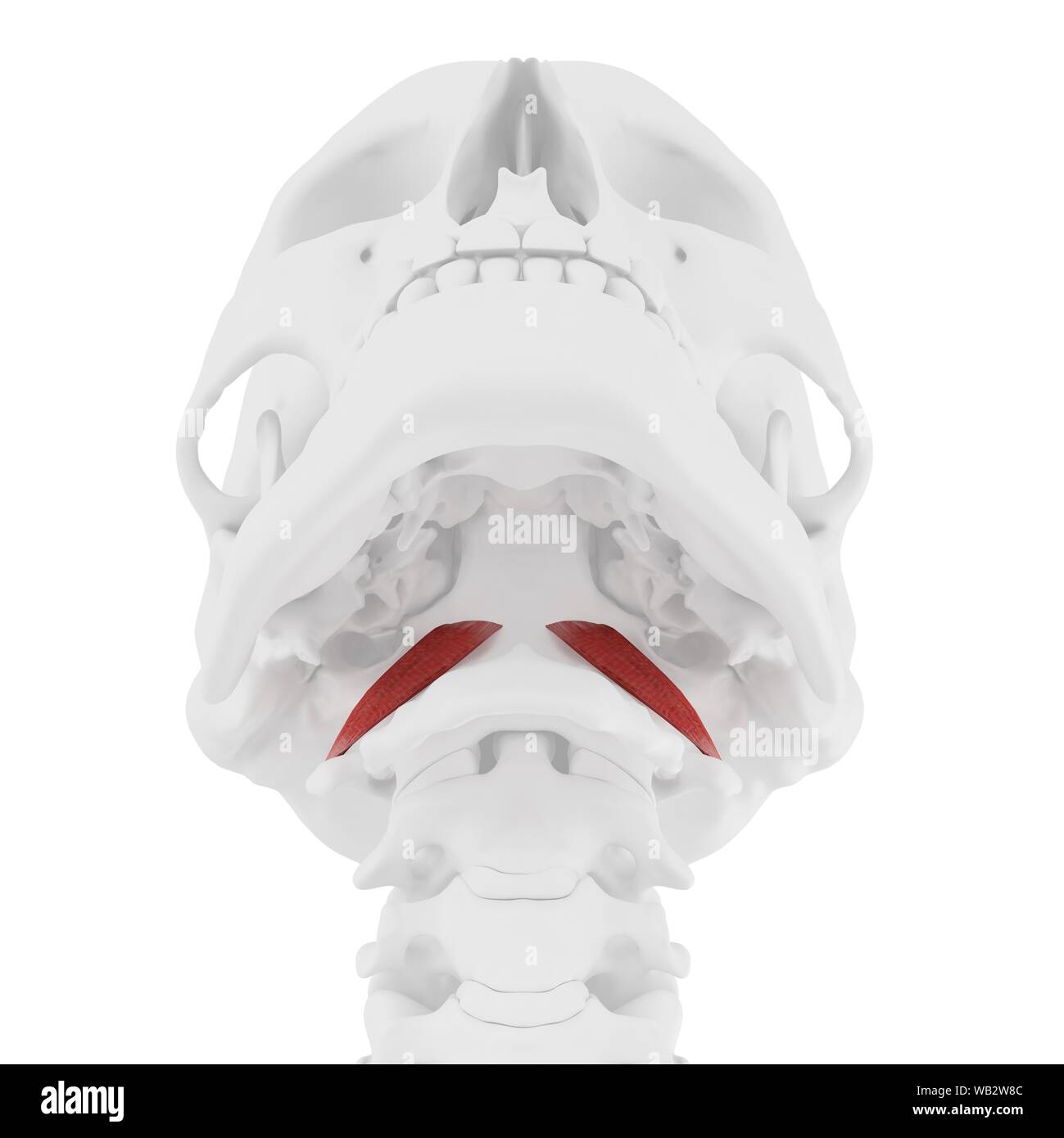 Rectus capitis anterior muscle, computer illustration Stock Photo - Alamy