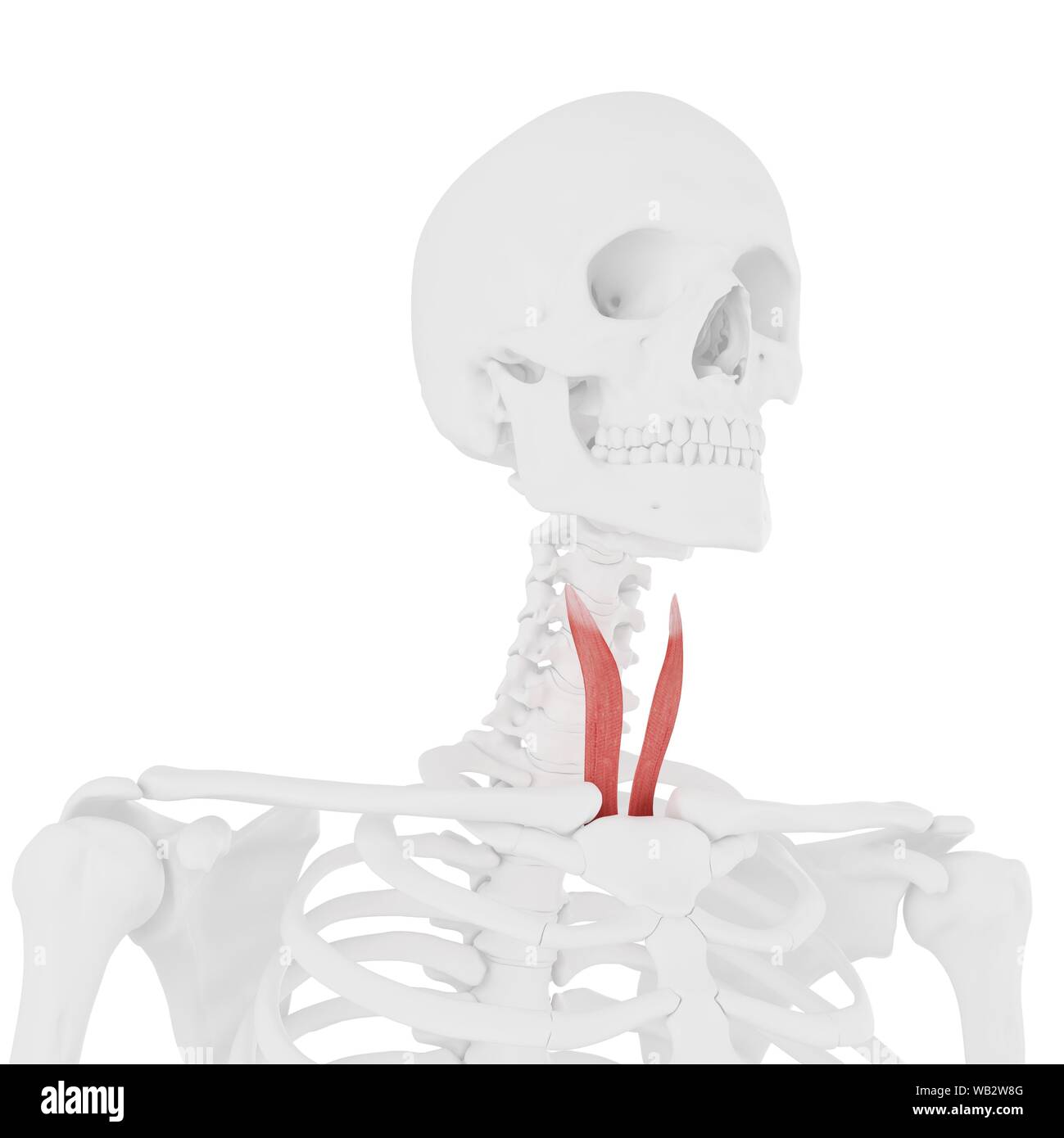 Sternothyroid muscle, computer illustration Stock Photo - Alamy