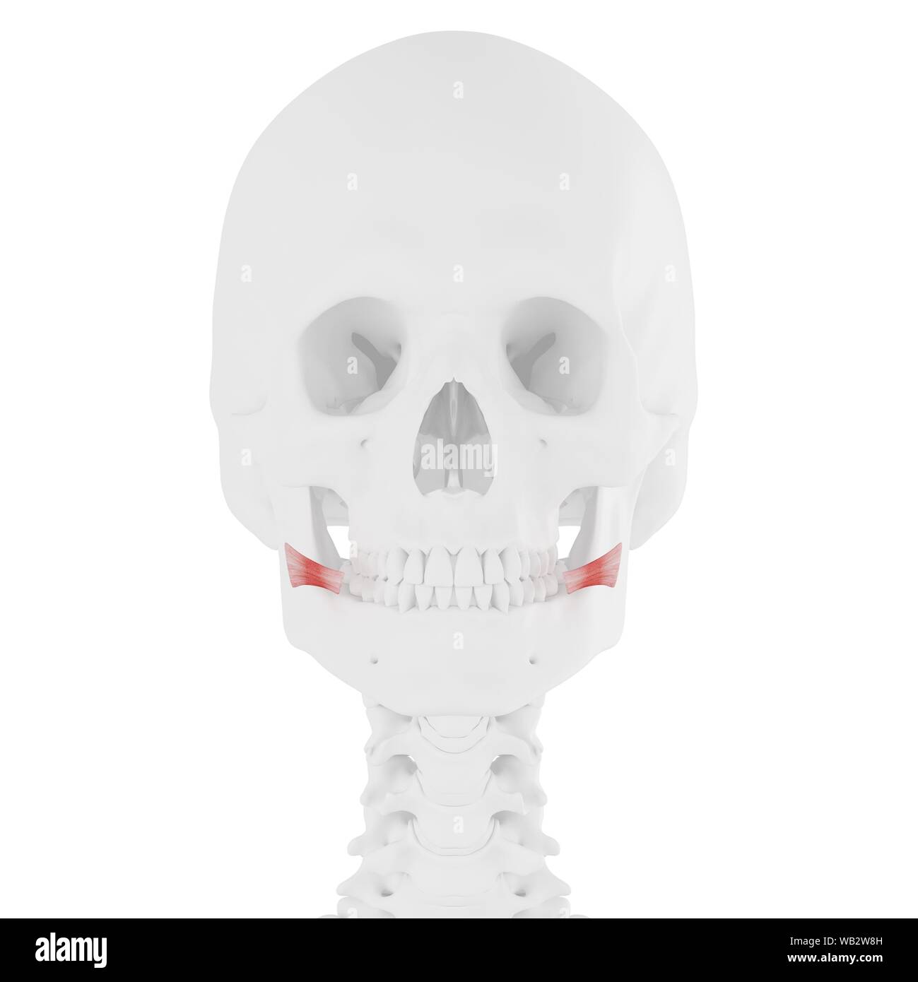 Risorius muscle, computer illustration Stock Photo - Alamy