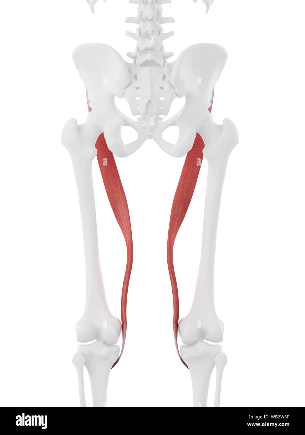 Sartorius Muscle High Resolution Stock Photography and Images - Alamy