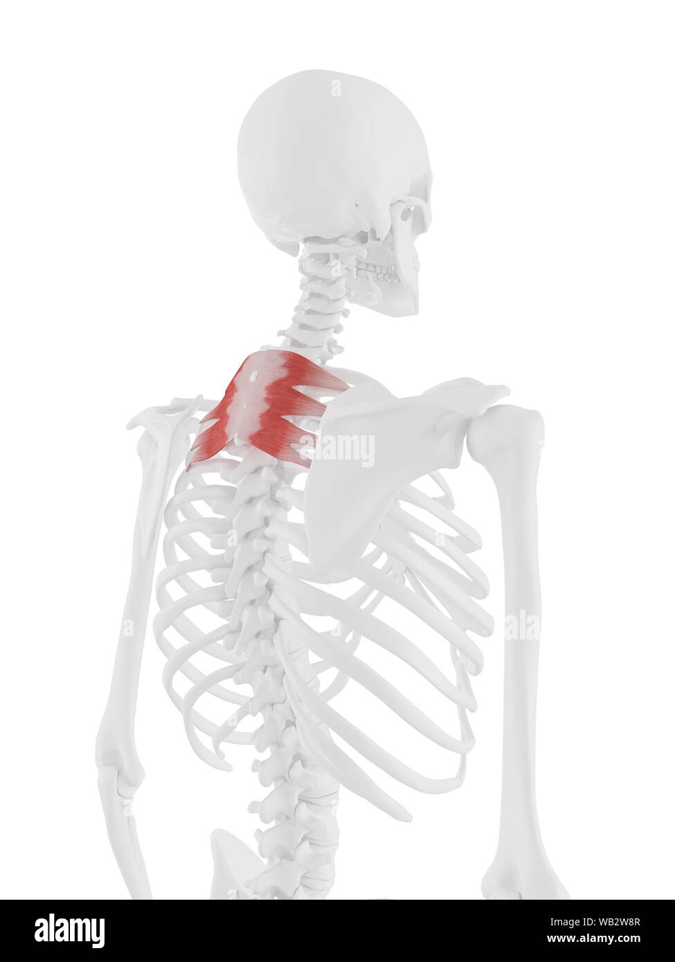 Serratus Posterior Muscle