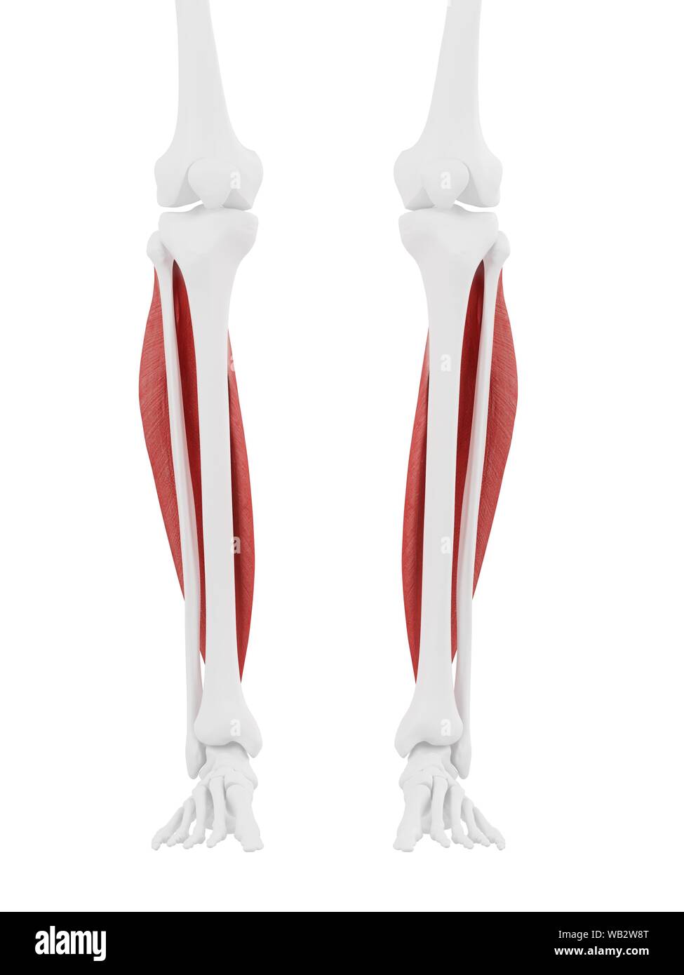 Soleus muscle, computer illustration Stock Photo - Alamy