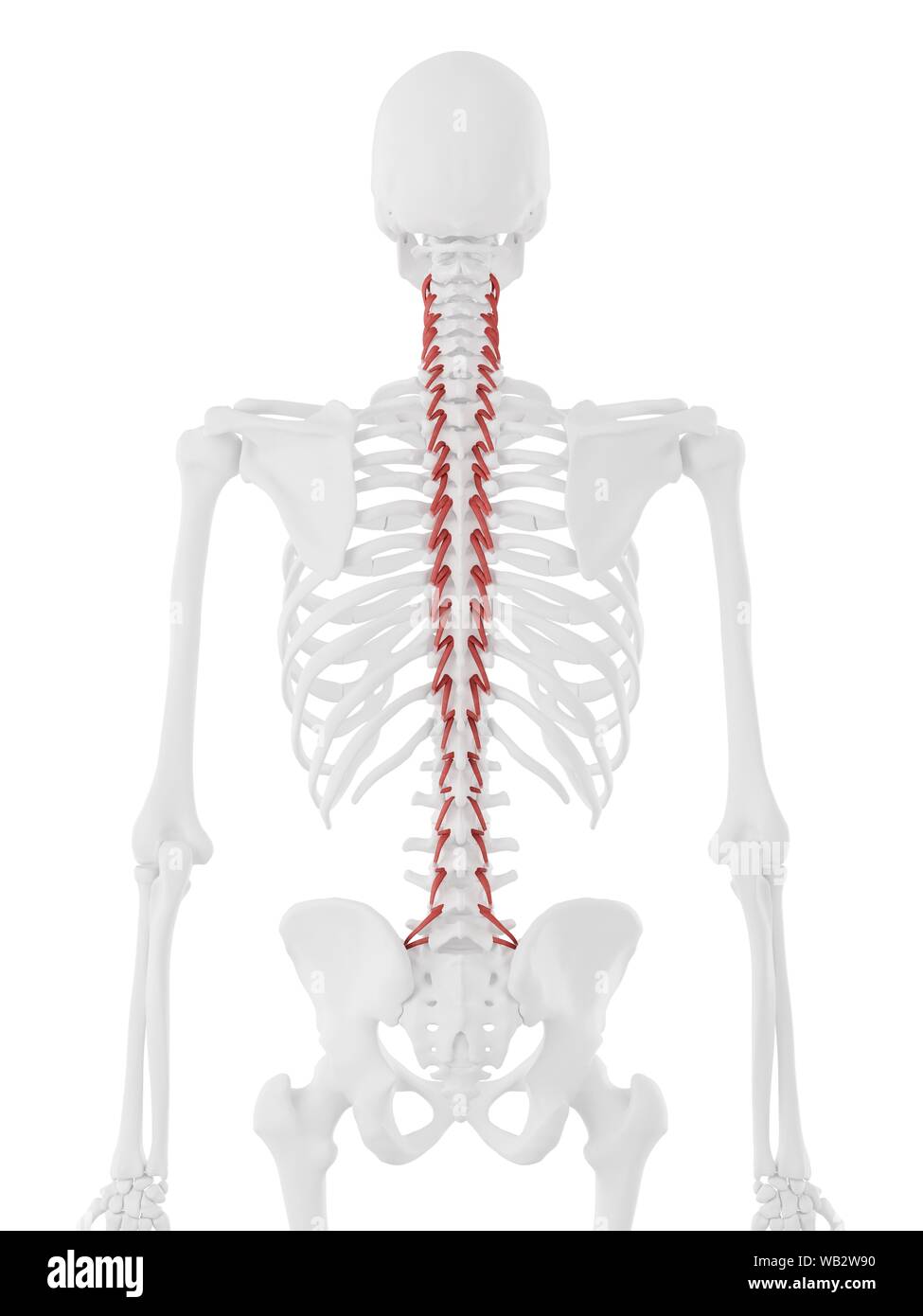 Rotatores muscle, computer illustration Stock Photo - Alamy