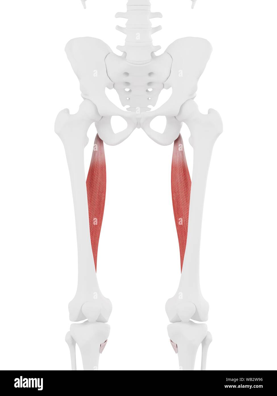 Semitendinosus muscle, computer illustration Stock Photo - Alamy