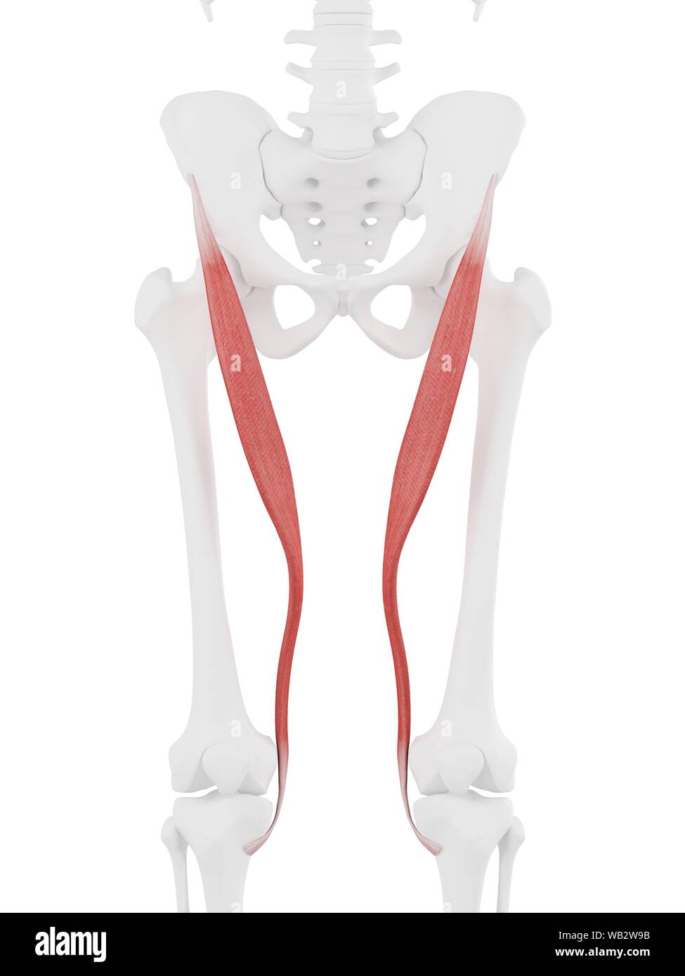 Sartorius Muscle High Resolution Stock Photography and Images - Alamy