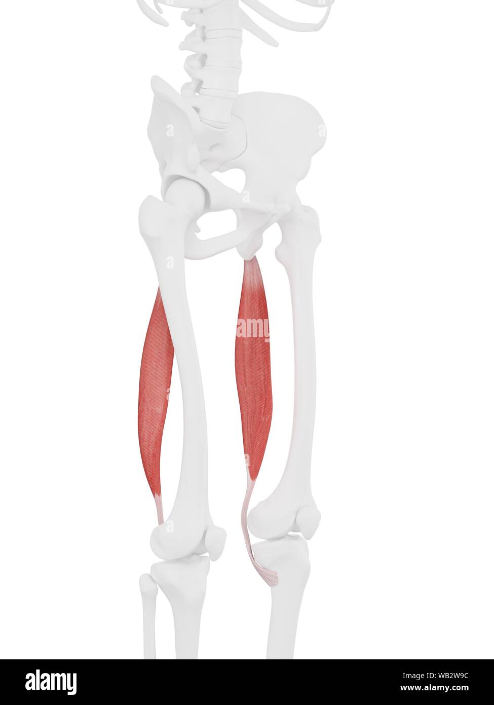 Semitendinosus muscle, computer illustration Stock Photo - Alamy