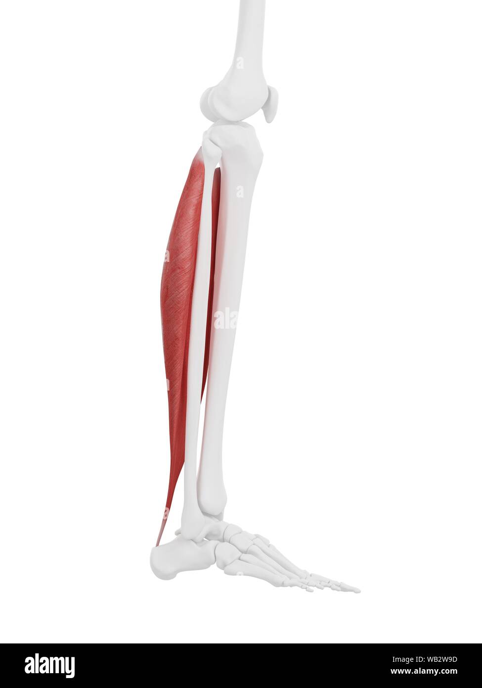 Leg Muscle Origin Diagram High Resolution Stock Photography and Images ...