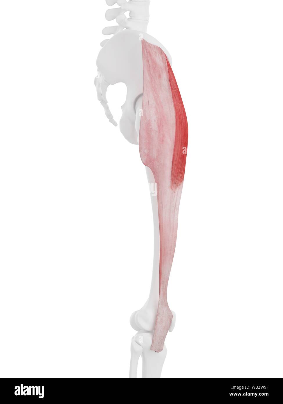 Tensor fascia lata muscle, computer illustration Stock Photo - Alamy