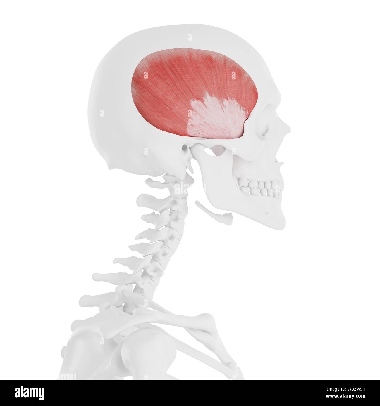 Temporalis Muscle