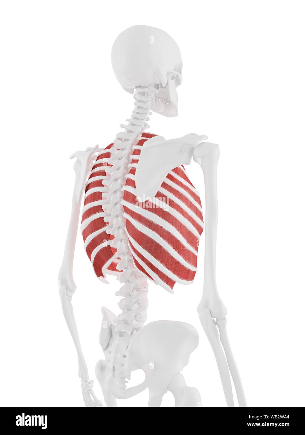 Intercostal muscle hi-res stock photography and images - Alamy