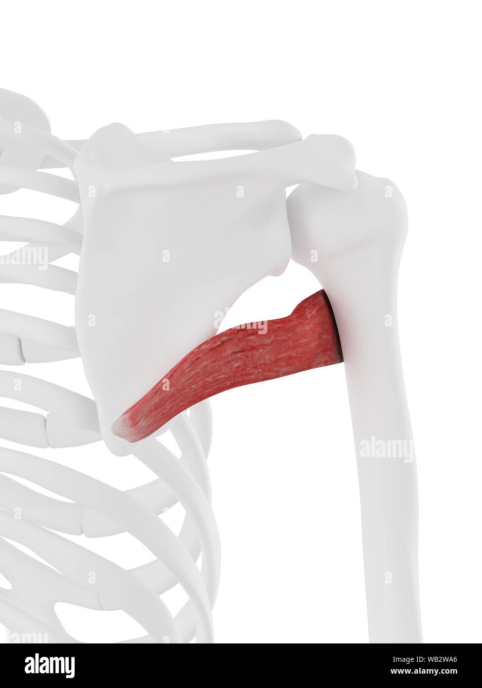 Teres major muscle hi-res stock photography and images - Alamy