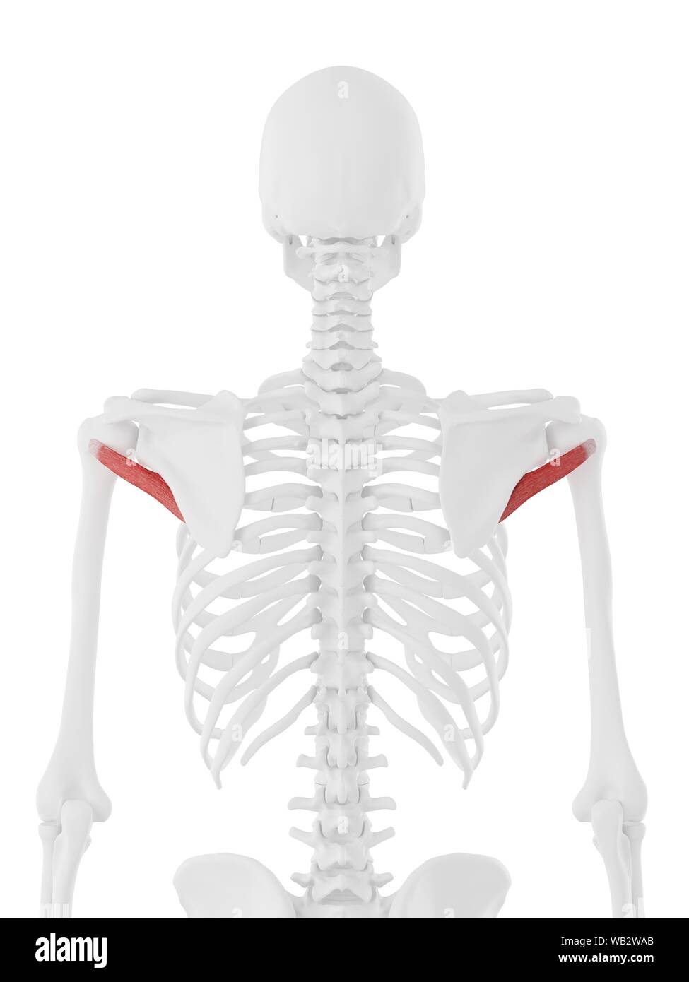 Teres minor muscle, computer illustration Stock Photo - Alamy