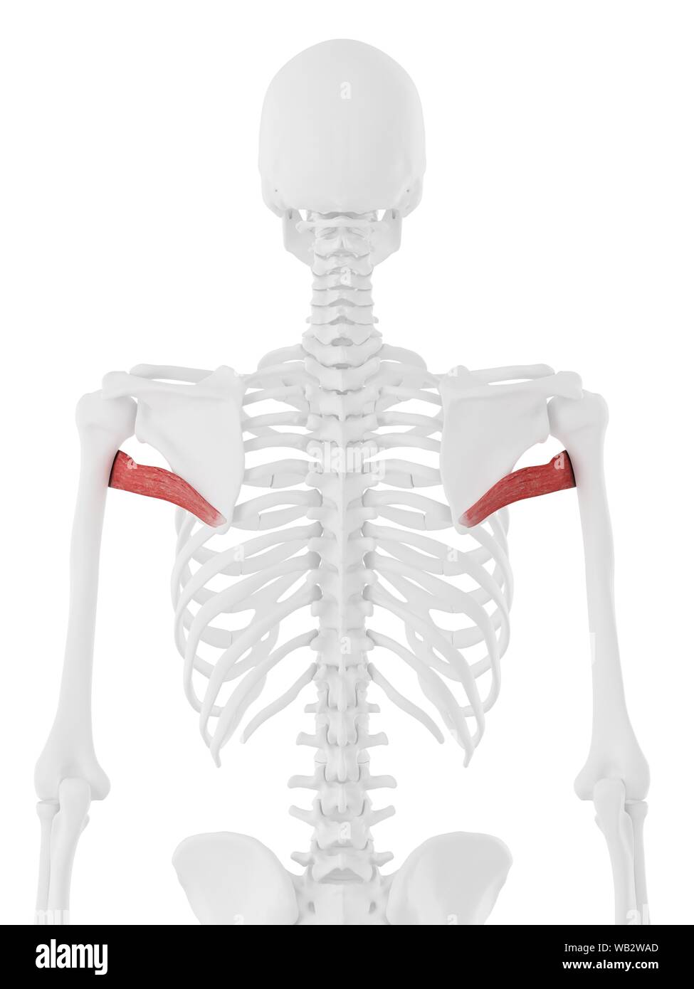 Teres major muscle hi-res stock photography and images - Alamy