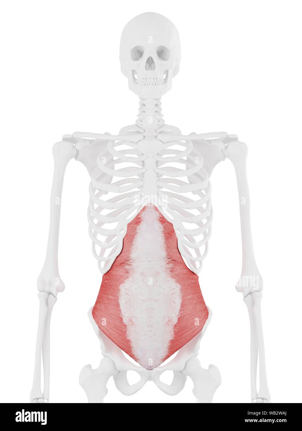 Transversus abdominis muscle, computer illustration Stock Photo - Alamy