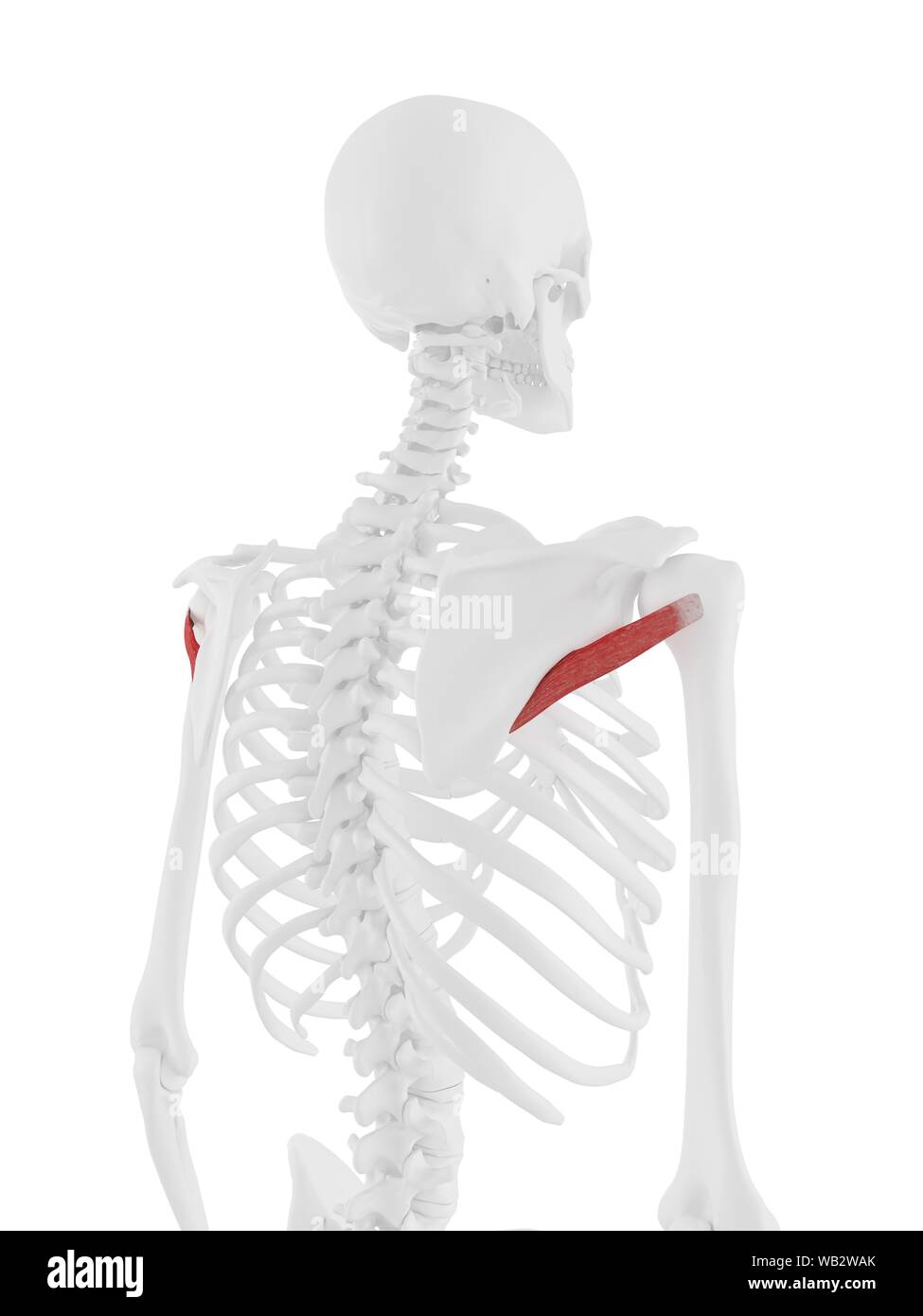 Teres minor muscle, computer illustration Stock Photo - Alamy