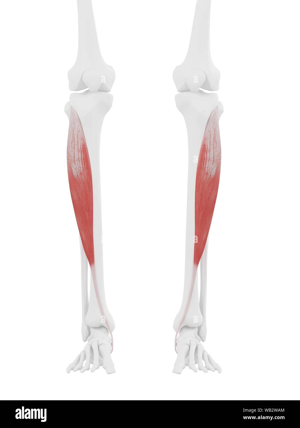 Tibialis anterior muscle hi-res stock photography and images - Alamy