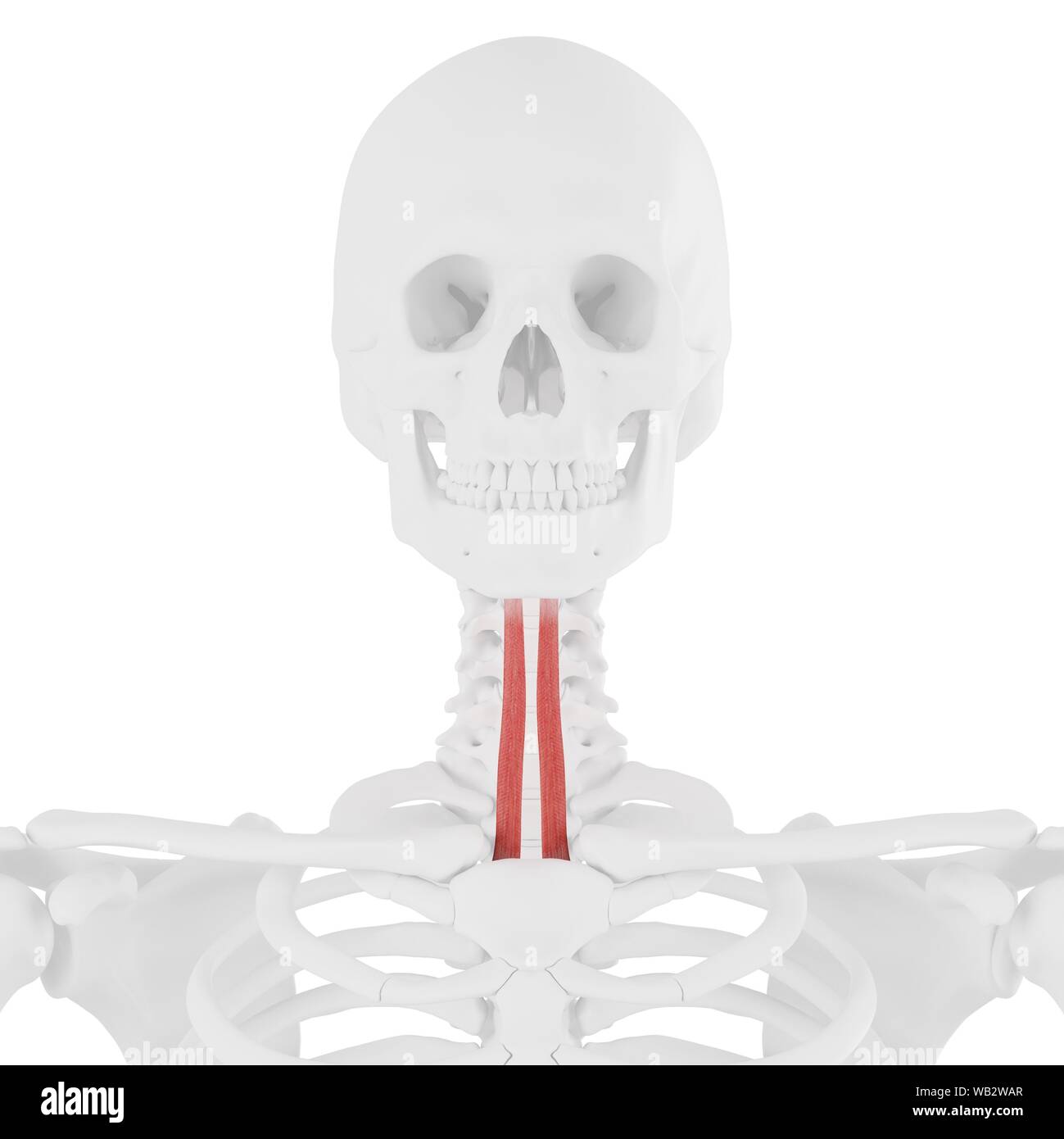 Sternohyoid muscle, computer illustration Stock Photo - Alamy