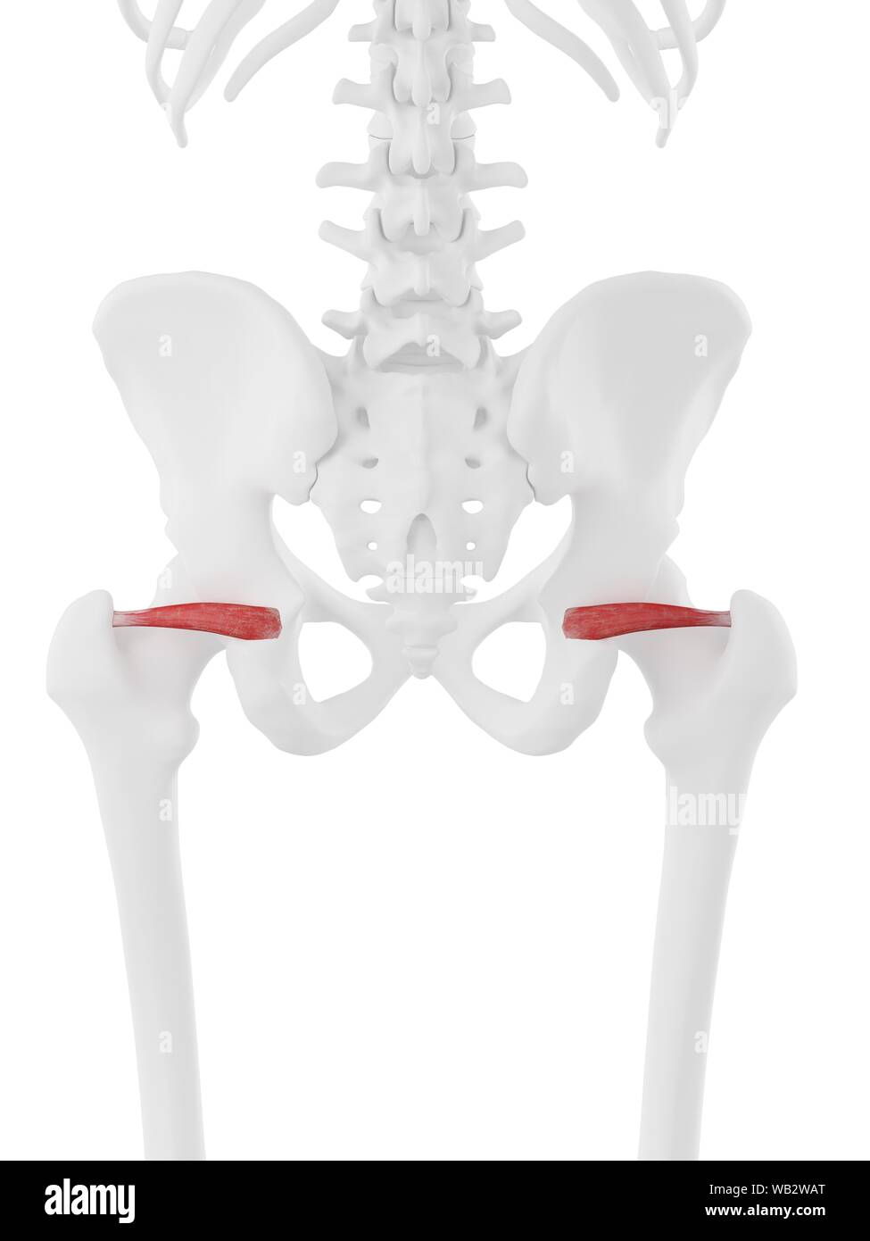 Superior gemellus hi-res stock photography and images - Alamy