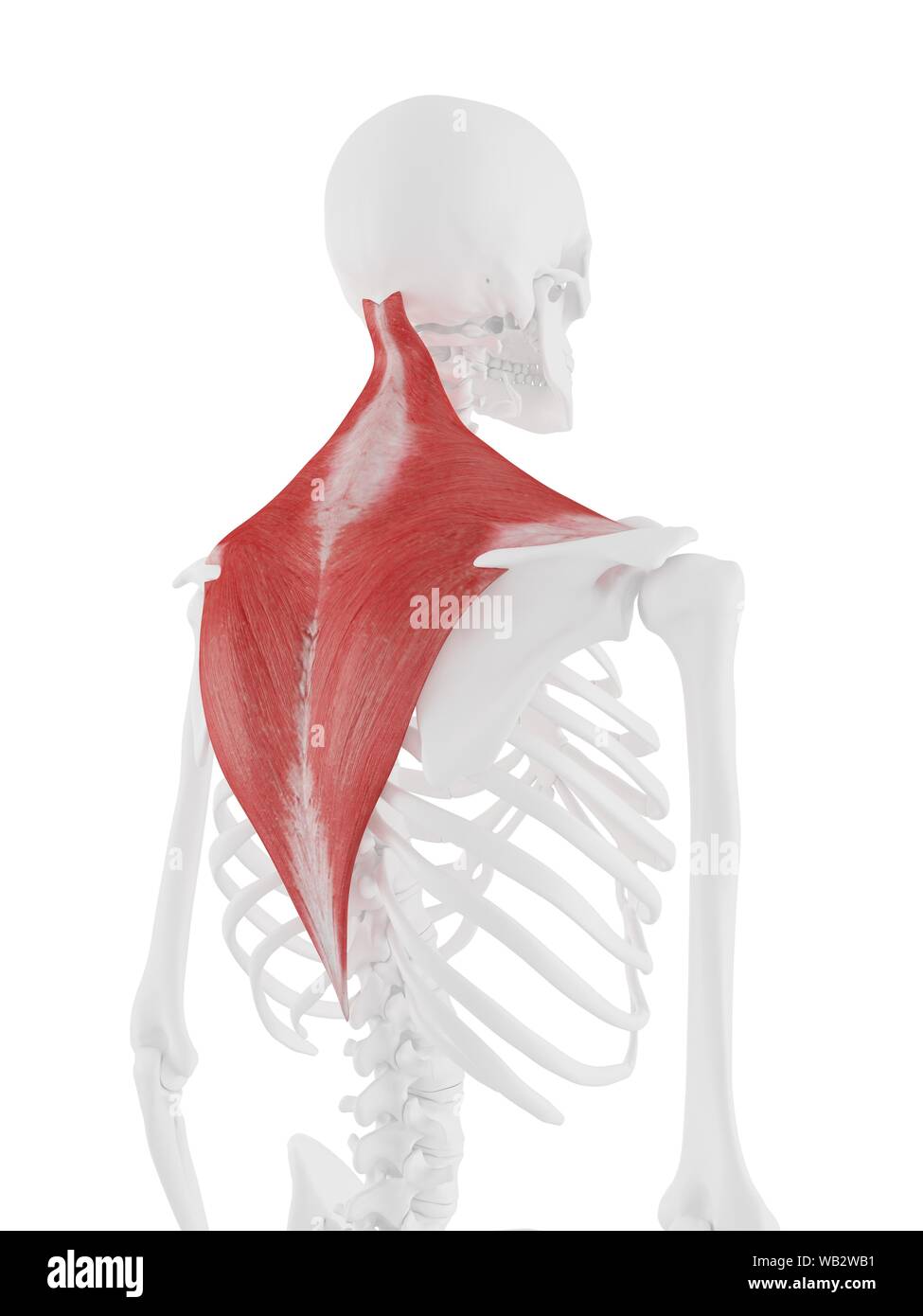 Trapezius muscle, computer illustration Stock Photo - Alamy