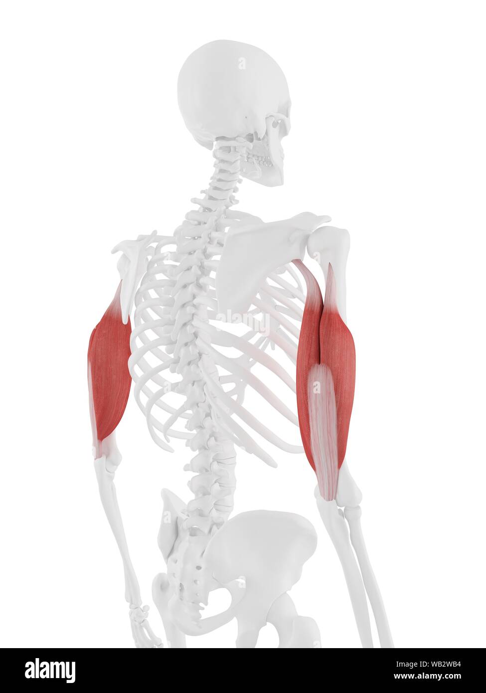 Arm muscle diagram hi-res stock photography and images - Alamy