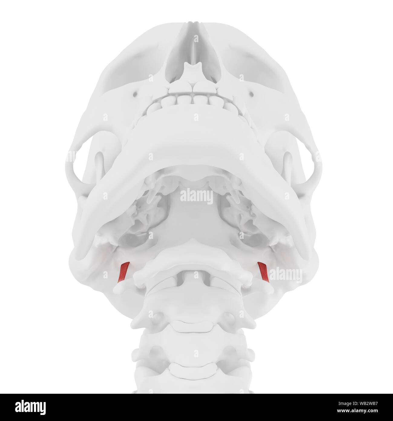 Rectus capitis lateralis muscle, computer illustration Stock Photo - Alamy