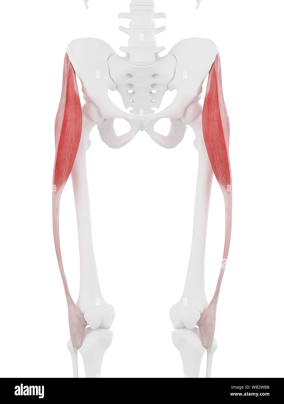 Tensor fascia lata hi-res stock photography and images - Alamy