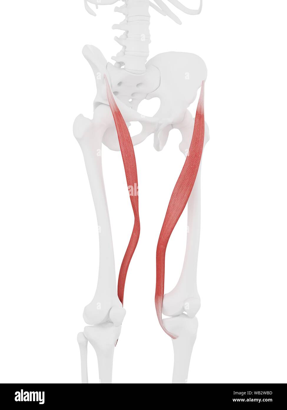 Sartorius muscle hi-res stock photography and images - Alamy